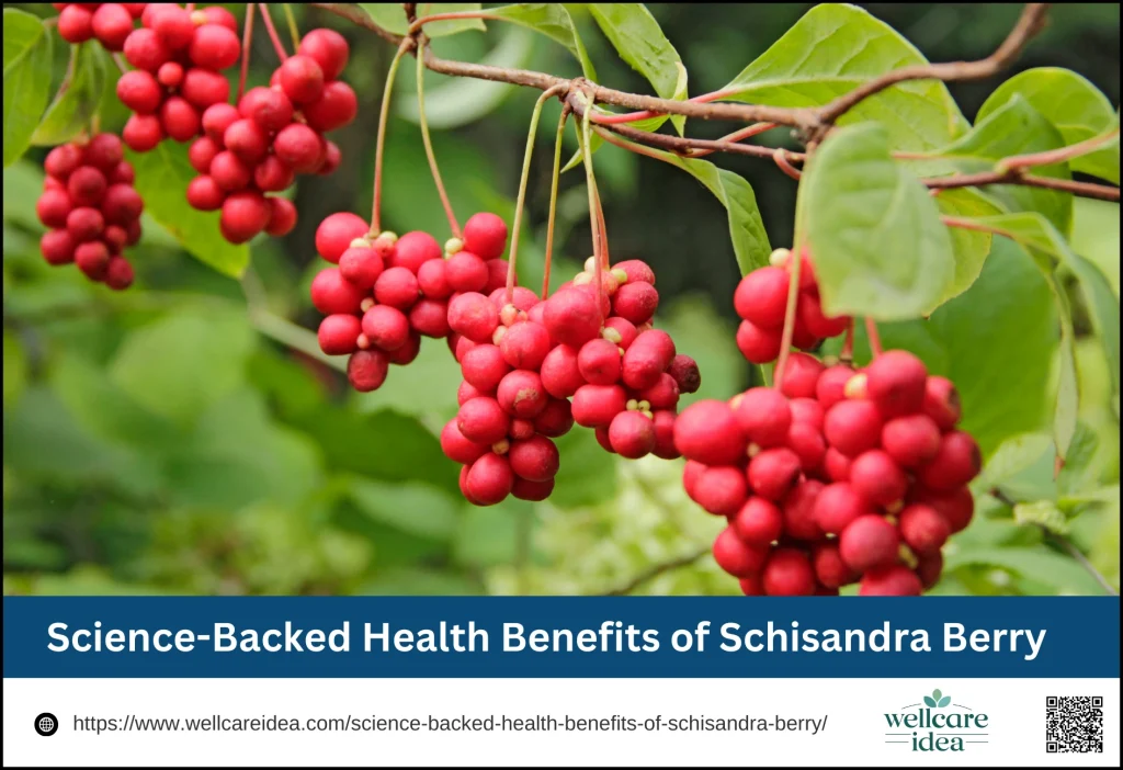 Science-Backed Health Benefits of Schisandra Berry – Well Care idea