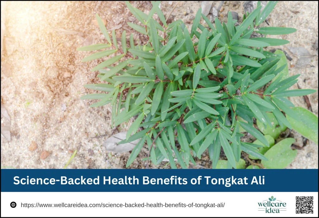 Science-Backed Health Benefits of Tongkat Ali – Well Care idea